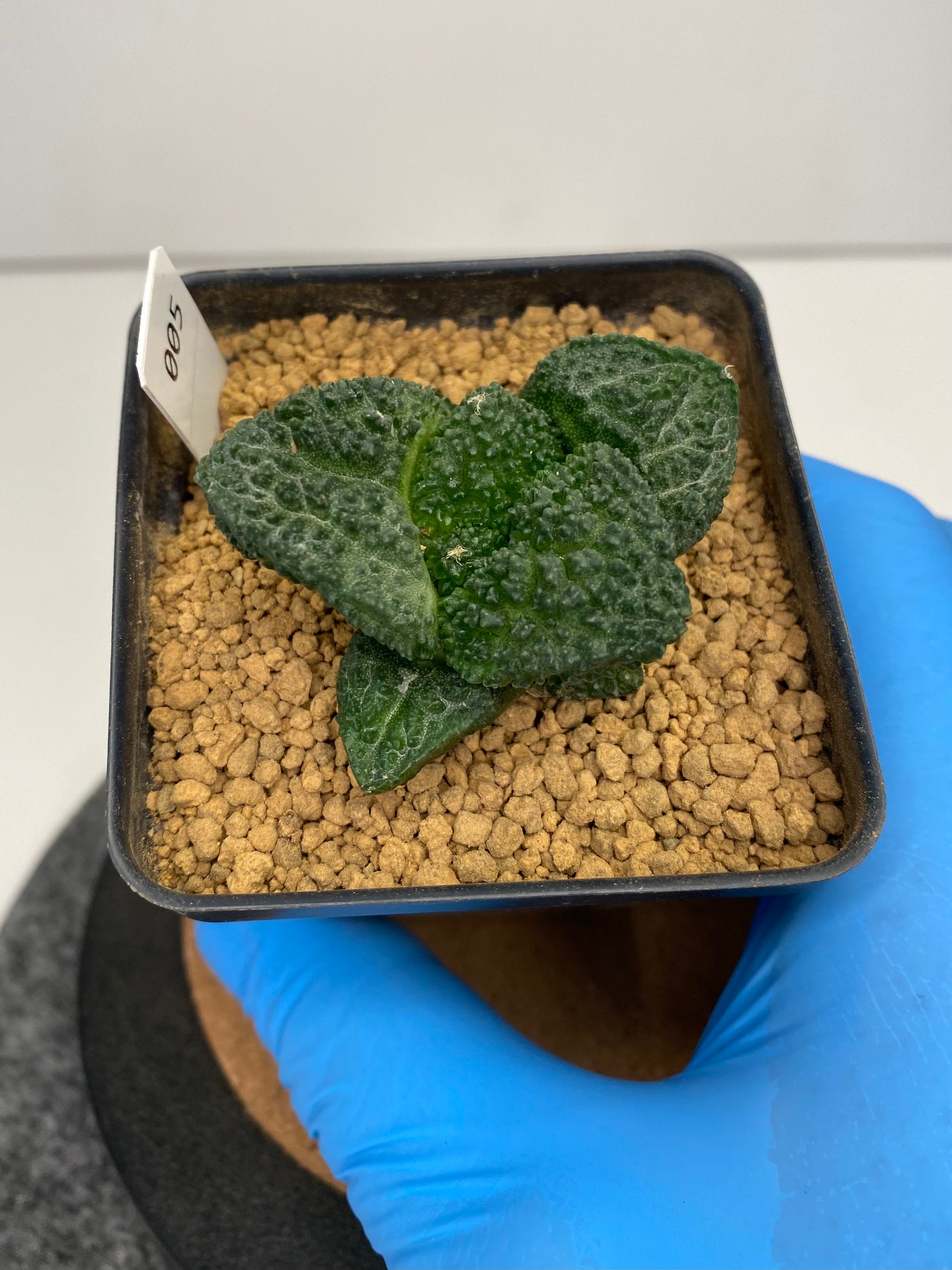 Ariocarpus Fissuratus cv. Godzilla #005 – SD Cacti & Succulents