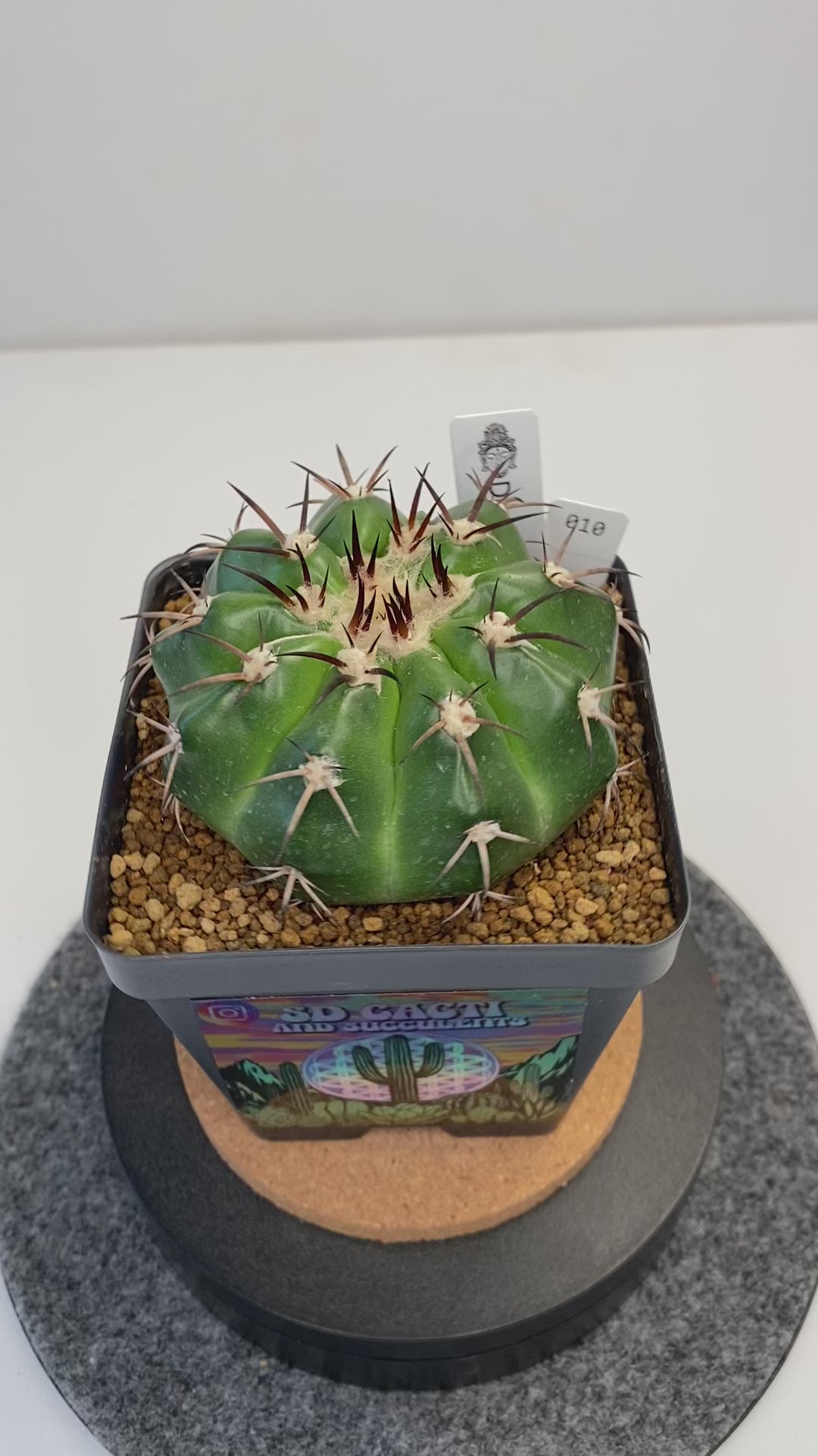 Discocactus Gigantea #010 – SD Cacti & Succulents